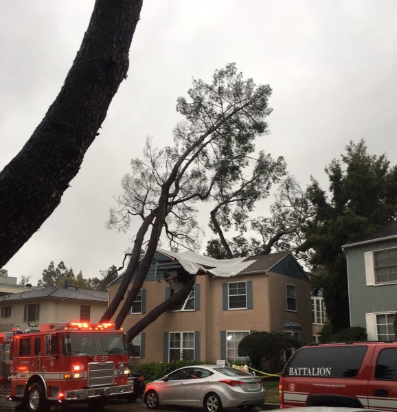 Tree Falls on Westwood Apartment Building - WestsideToday