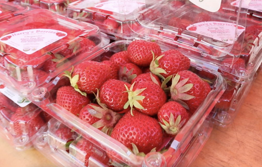 Summer Strawberry Varieties with Harry’s Berries - WestsideToday