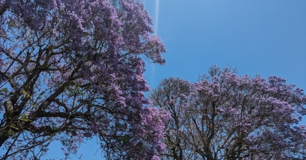 (Video) It's Jacaranda Tree Season - WestsideToday