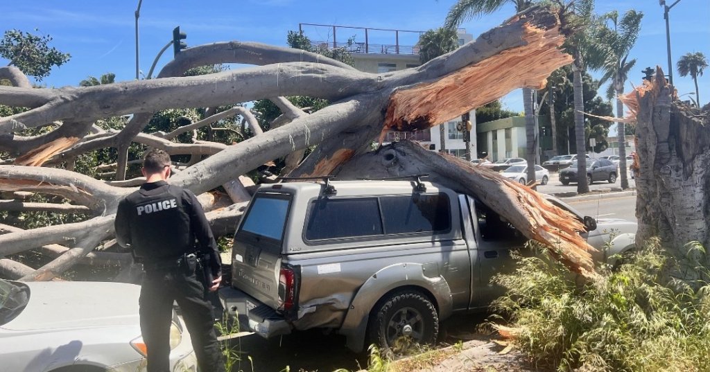Large Tree Collapse Halts Traffic in Culver City; Road Has Reopened ...