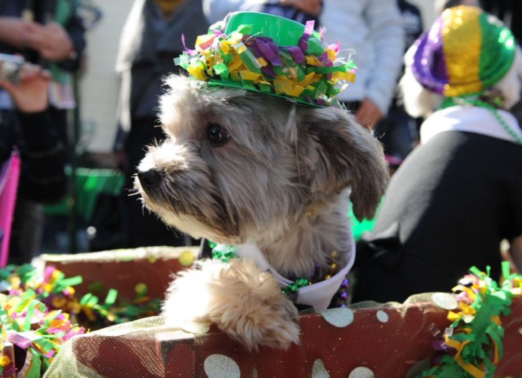Mardi Gras 2025 Takes Over L.A.’s Original Farmers Market: Live Music ...